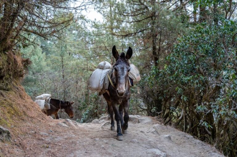 Russia Deploys Donkeys to Transport Ammunition in Ukraine Amid Shortage ...